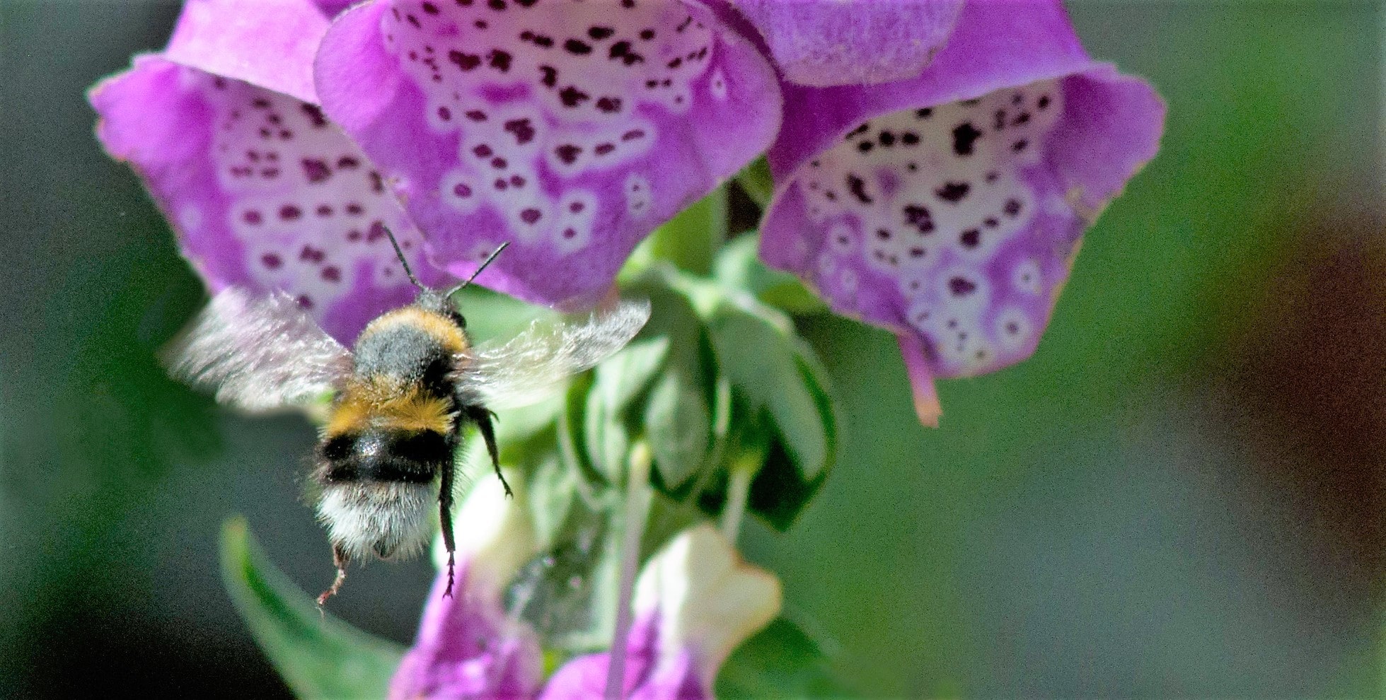 10 Easy Ways to Make Your Garden Wildlife Friendly