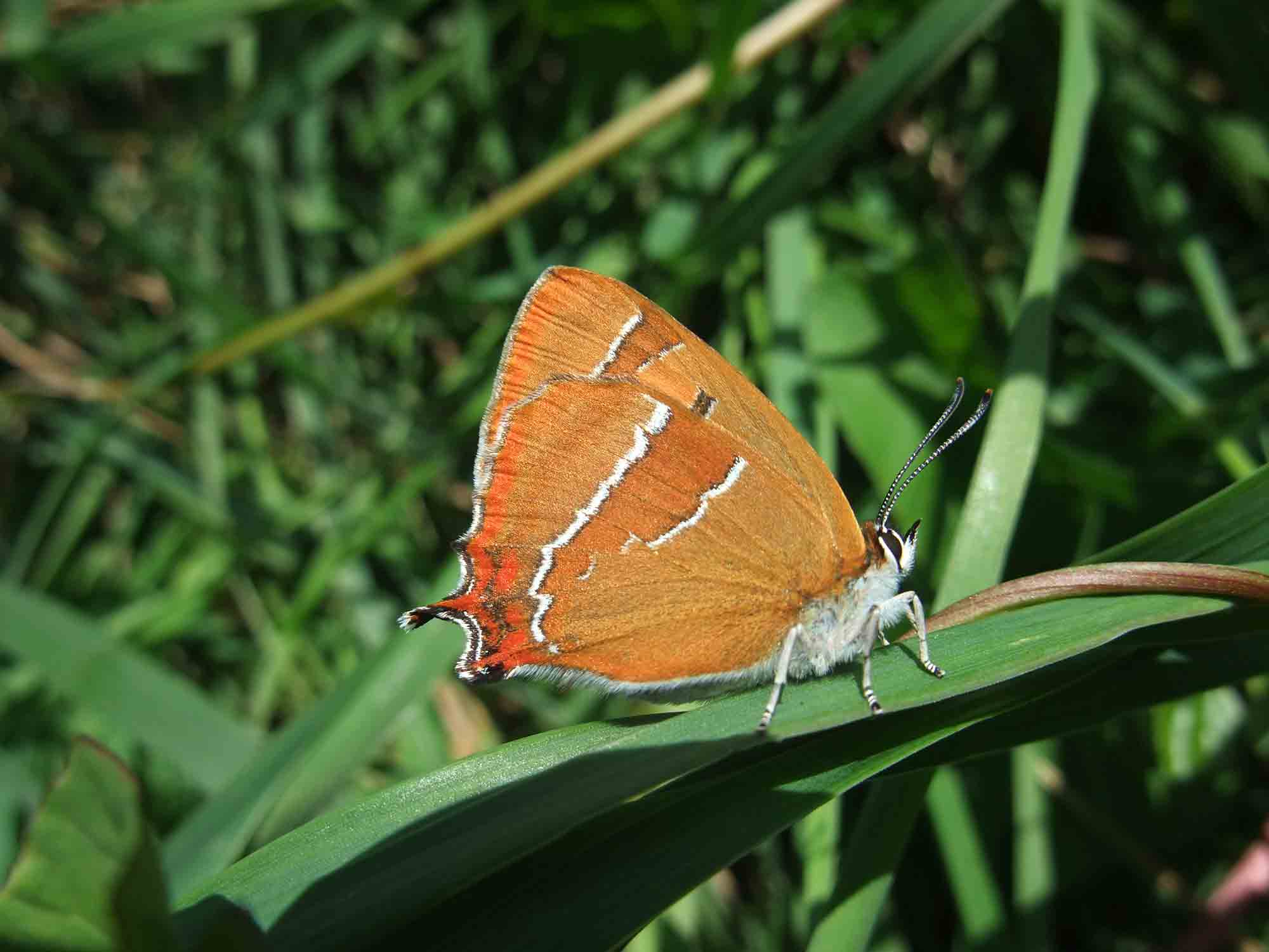 Bough Beech Volunteers - Brown Hairstreak Butterfly