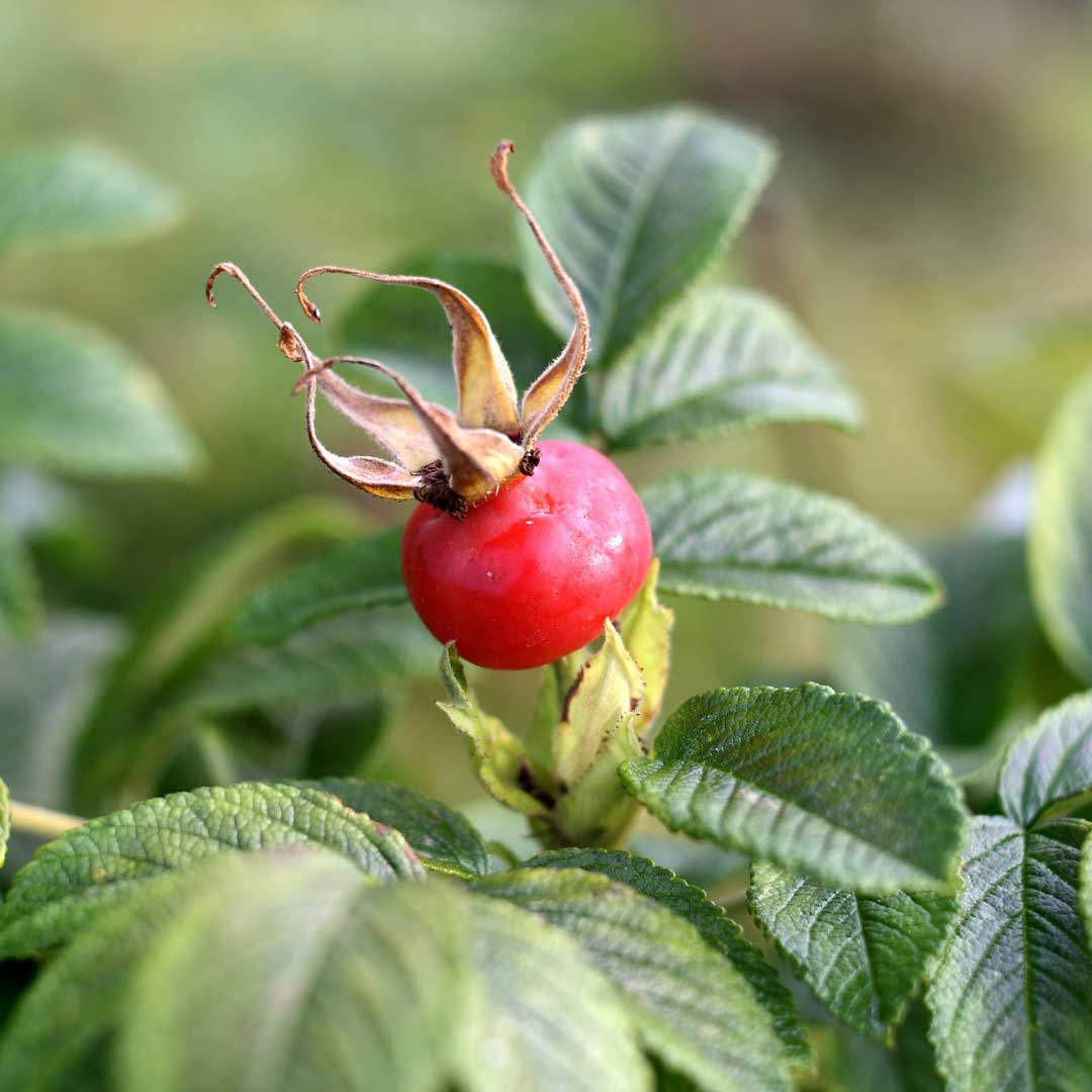 Seasonal Rosehip Preserve