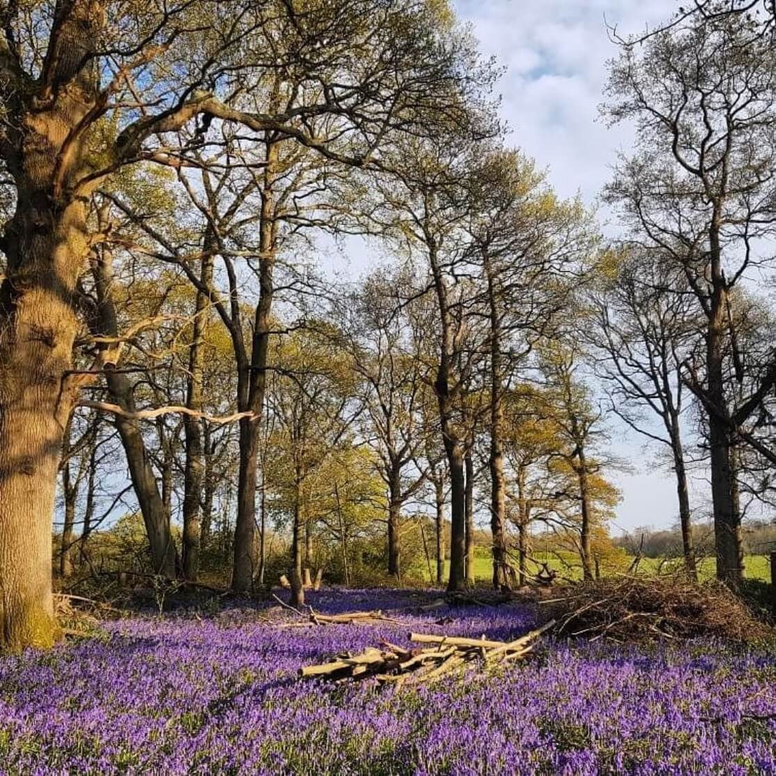 How we manage our woodlands at Bore Place